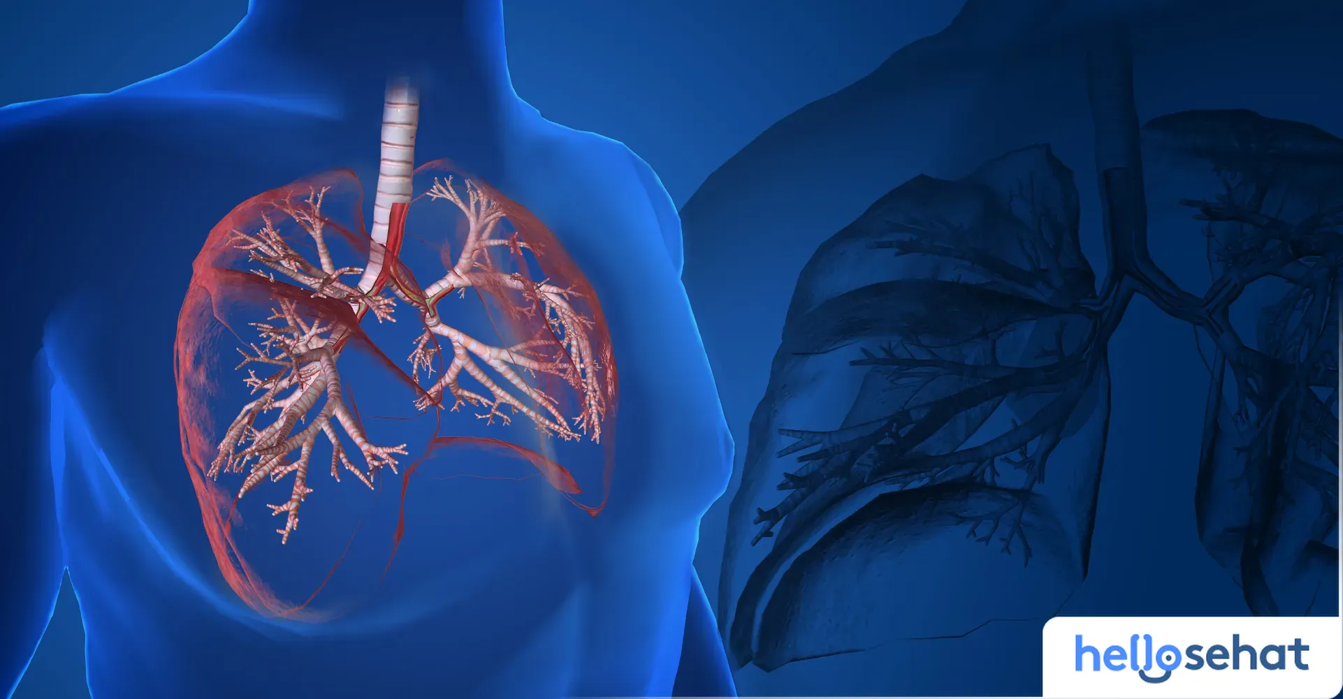 Emfisema: Gejala, Penyebab, Pengobatan, dll. - Hello Sehat