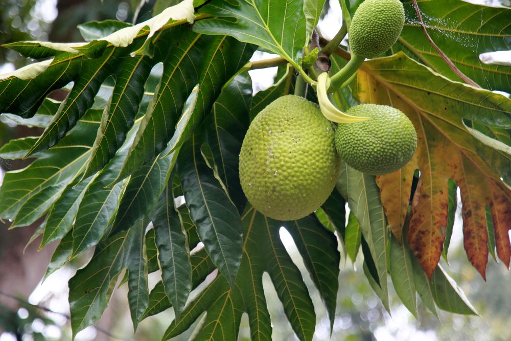 5 Manfaat Daun Sukun untuk Kesehatan Tubuh - Hello Sehat