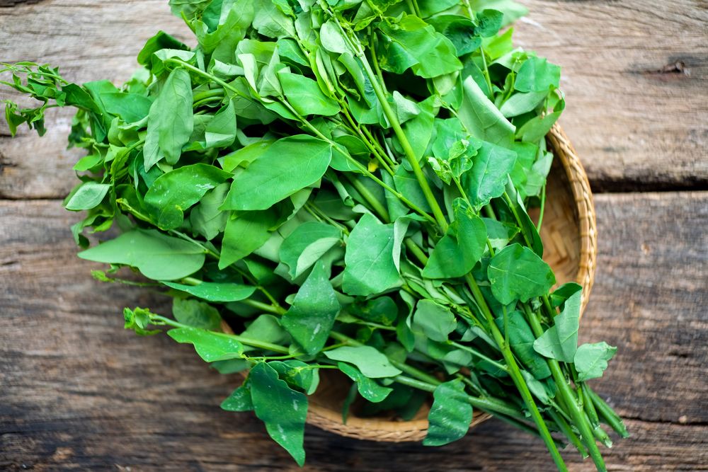 11 Manfaat Daun Katuk untuk Kesehatan Tubuh - Hello Sehat