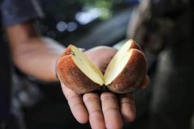 Mirip dengan Kesemek, Ini 7 Manfaat Buah Mentega - Hello Sehat