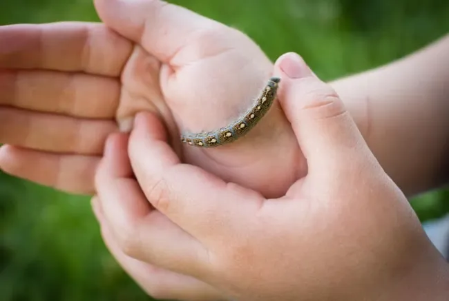 6 Cara Mengatasi Gatal karena Ulat Bulu yang Tepat