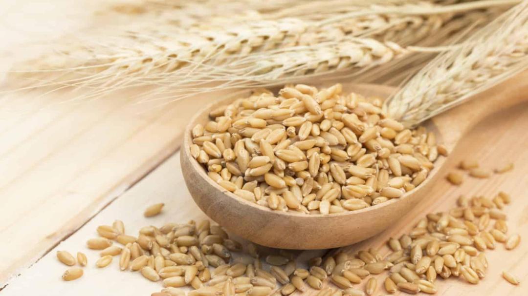 Biji Barley: Manfaat dan Cara Penggunaan • Hello Sehat
