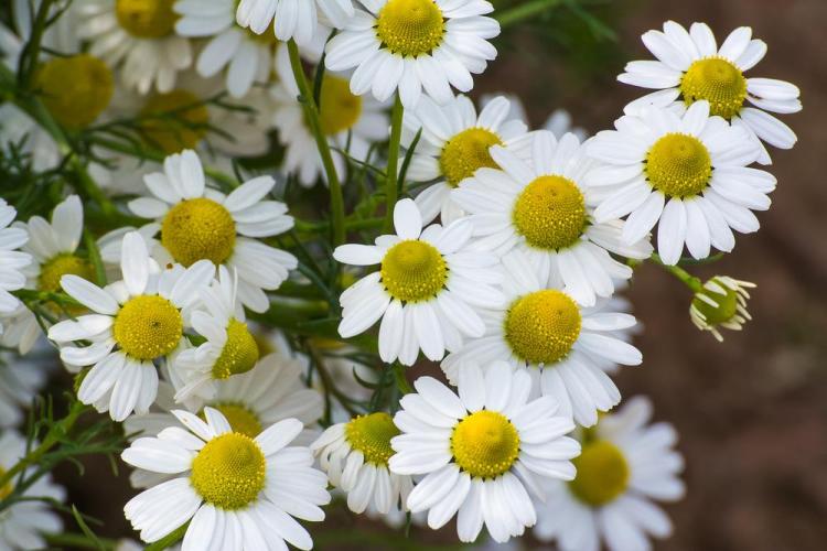 6 Manfaat Chamomile untuk Pengobatan Herbal - Hello Sehat