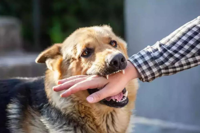 Tahap Gejala Rabies pada Manusia yang Perlu Diwaspadai