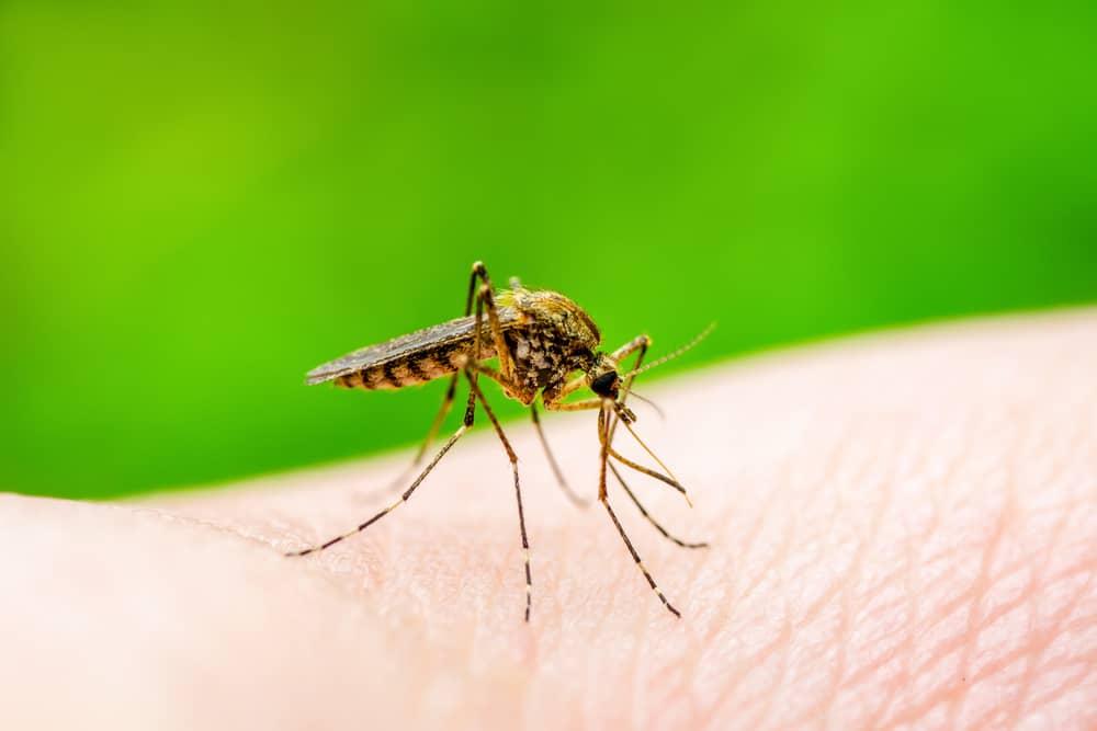 Penyakit Malaria: Gejala, Penyebab, Hingga Pengobatan