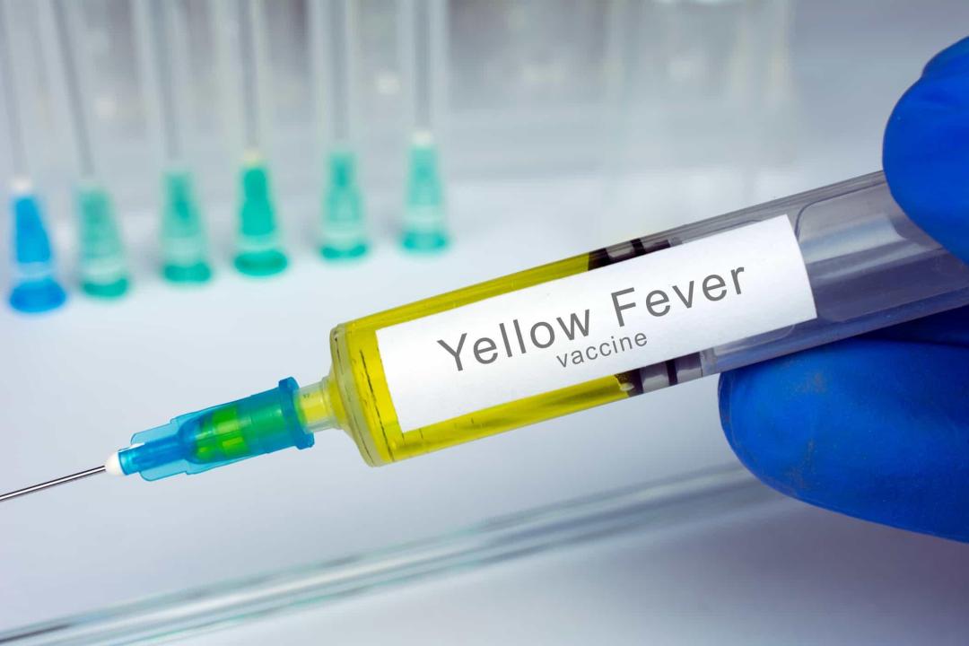 Yellow Fever (Demam Kuning): Gejala, Penyebab, dan Pengobatan
