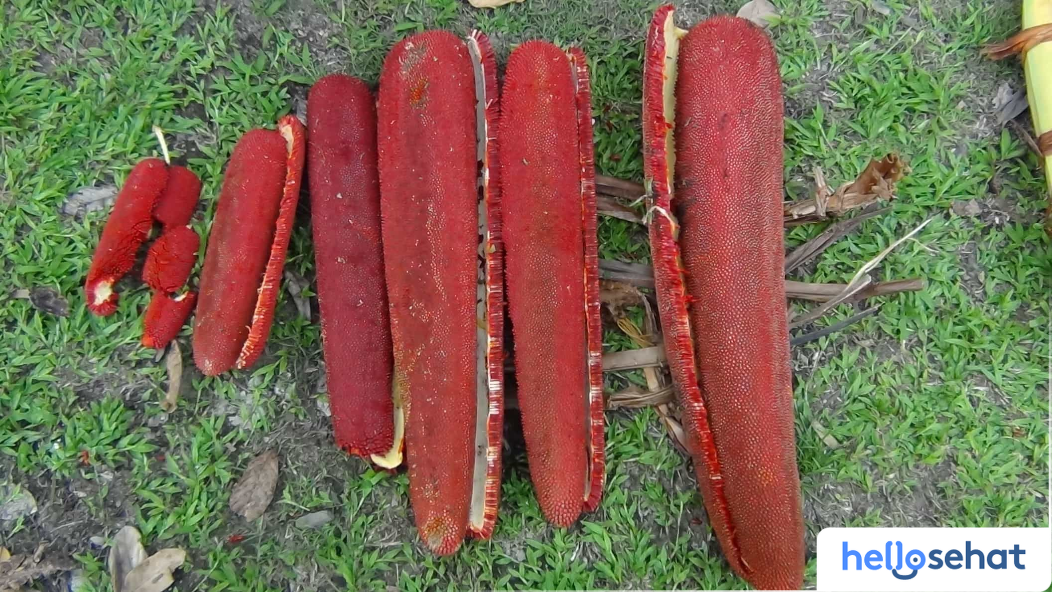 8 Manfaat Buah Merah Asal Papua yang Menakjubkan