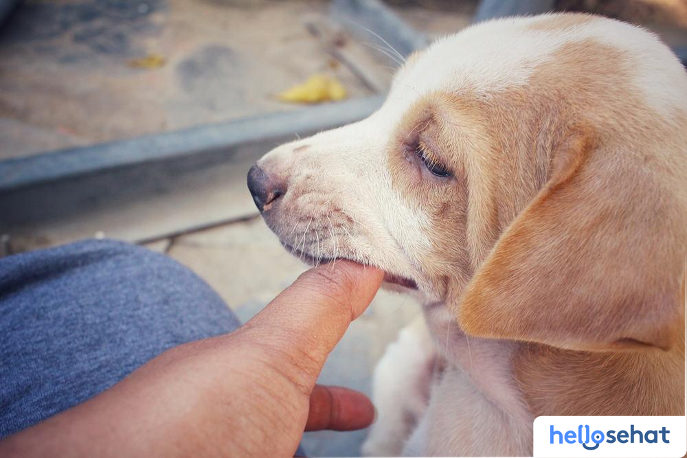 5 Langkah Pertolongan Pertama Digigit Anjing - Hello Sehat