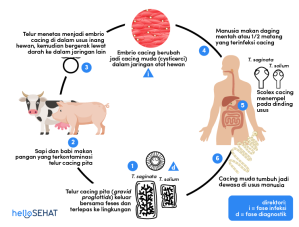 Infeksi Cacing Pita: Gejala, Penyebab, Obat, dll. | Hello Sehat