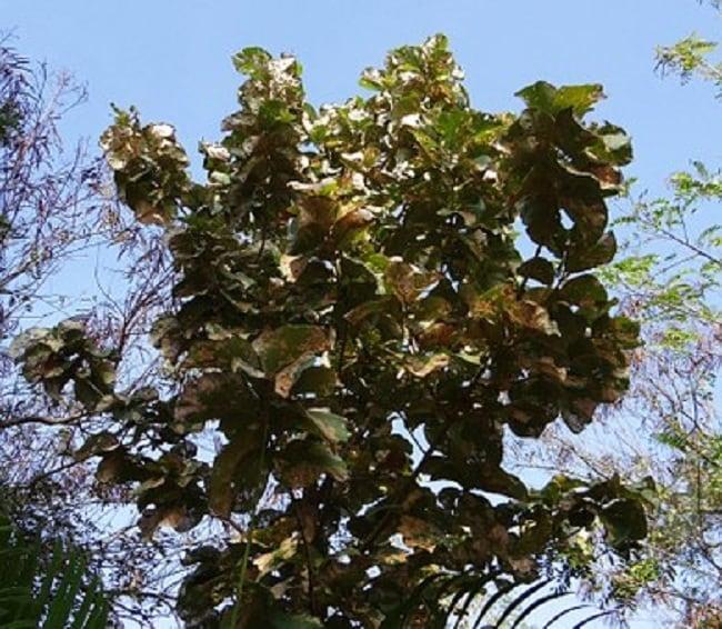 Daun Jati Ternyata Punya 10 Manfaat Mujarab Buat Kesehatan