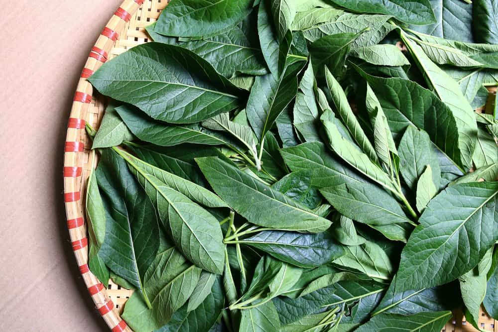 7 Manfaat Daun Afrika Bagi Kesehatan yang Sayang Dilewatkan