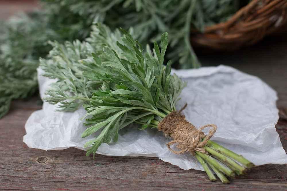 Daun Baru Cina: Kandungan, Manfaat, Efek Samping, dll.