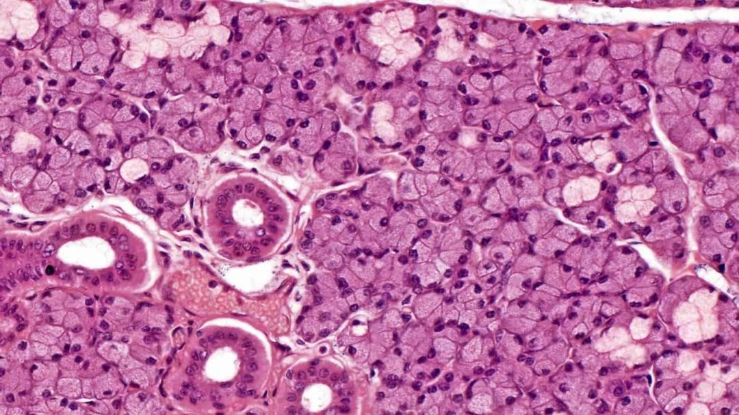 4 Jenis Jaringan Manusia dan Masing-Masing Fungsinya - Hello Sehat