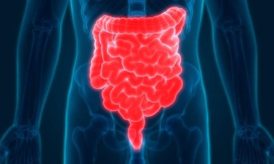 Fungsi dan Anatomi Usus Halus dalam Sistem Pencernaan