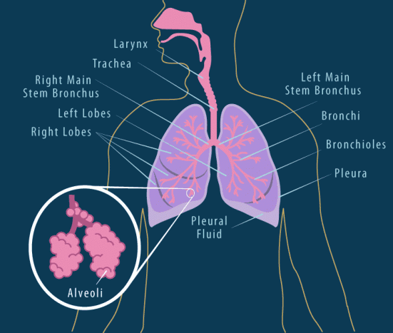 Get to know the anatomy of the lungs from the start to its function ...