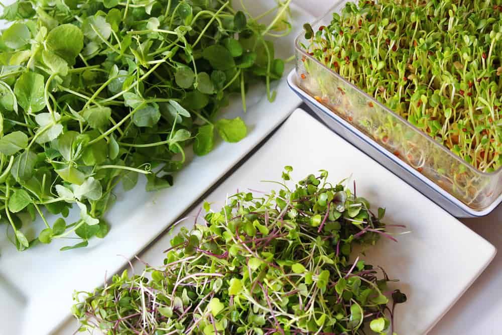 Microgreens, Sayuran Hijau Mungil dengan Segudang Manfaat