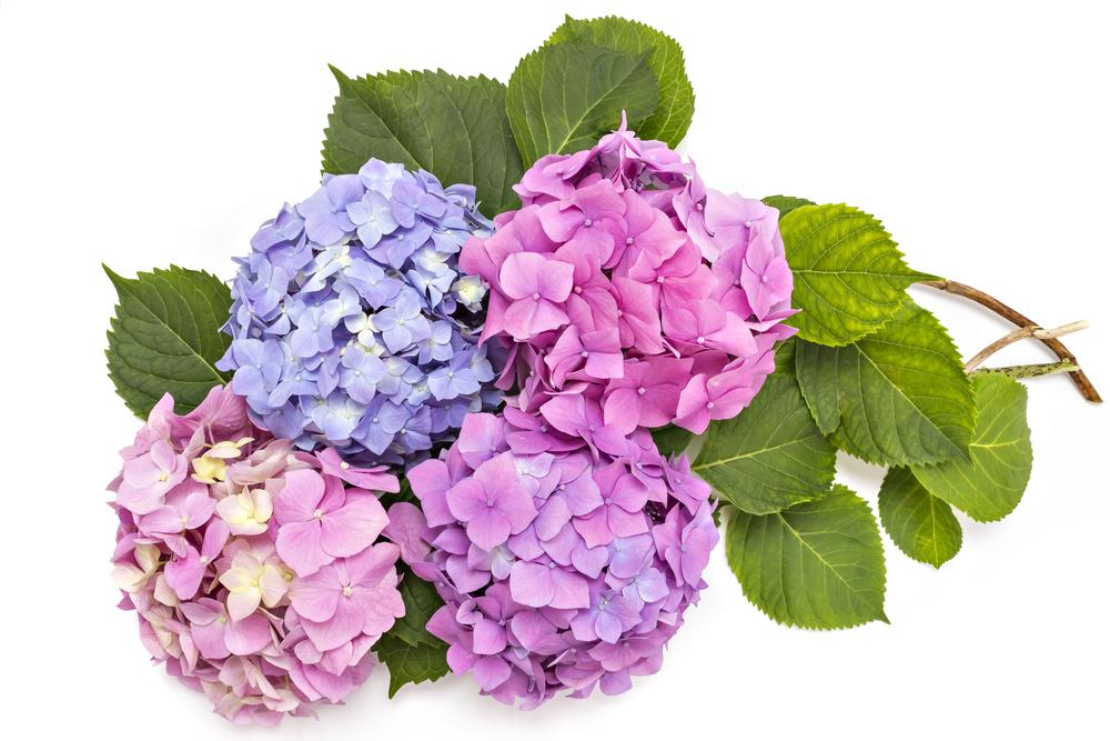 Manfaat Bunga Hydrangea untuk Kesehatan Sendi
