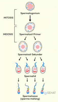 Spermatogenesis, Proses Pembentukan Sel Sperma - Hello Sehat