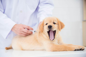 5 Langkah Pertolongan Pertama Digigit Anjing - Hello Sehat