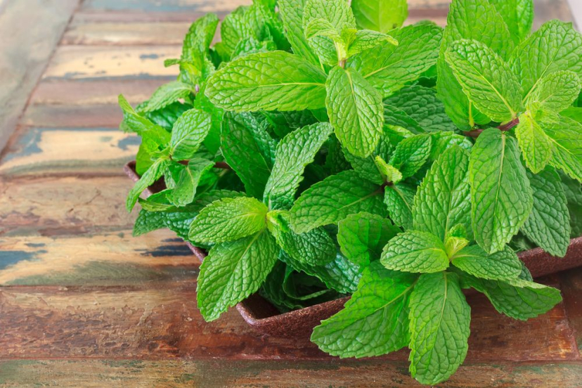 5 Manfaat Daun Mint yang Melimpah untuk Kesehatan
