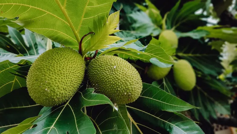 5 Manfaat Daun Sukun untuk Kesehatan Tubuh - Hello Sehat