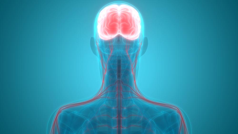 Sistem Saraf Manusia: Bagian, Fungsi, dan Penyakit