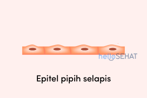 Jaringan Epitel: Definisi, Fungsi, Jenis, dll. - Hello Sehat