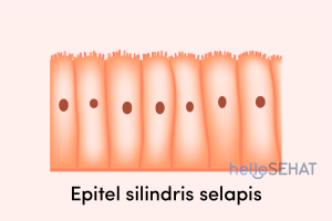Jaringan Epitel: Definisi, Fungsi, Jenis, dll. - Hello Sehat