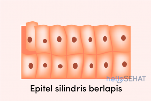 Jaringan Epitel: Definisi, Fungsi, Jenis, dll. - Hello Sehat