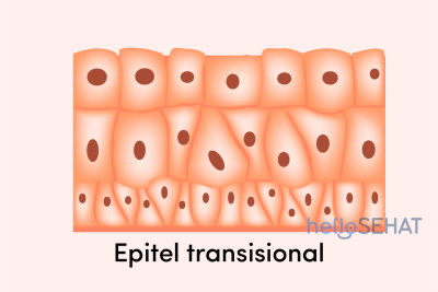Jaringan Epitel: Definisi, Fungsi, Jenis, dll. - Hello Sehat