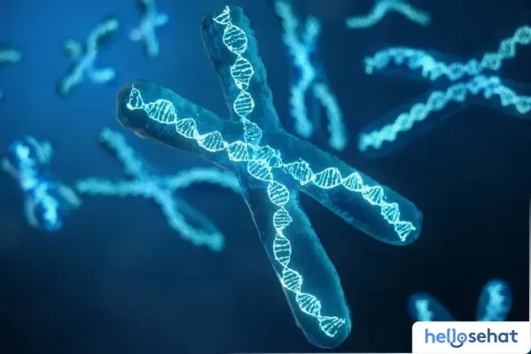 Kromosom: Pengertian, Struktur, dan Fungsinya - Hello Sehat