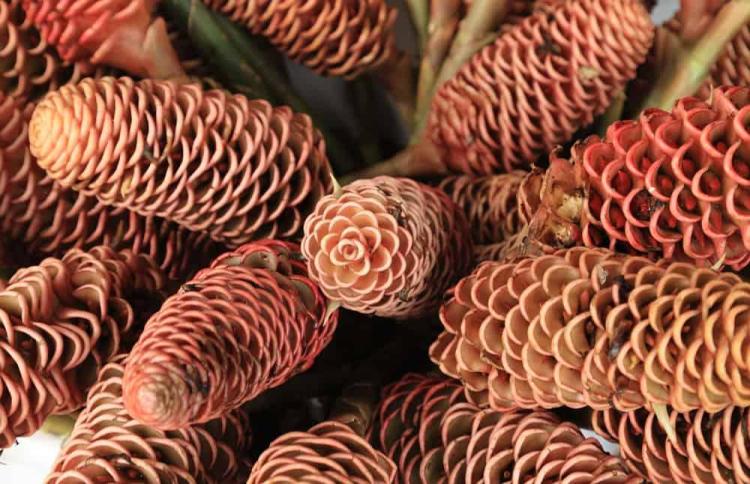 10 Manfaat Lempuyang yang Jarang Diketahui - Hello Sehat