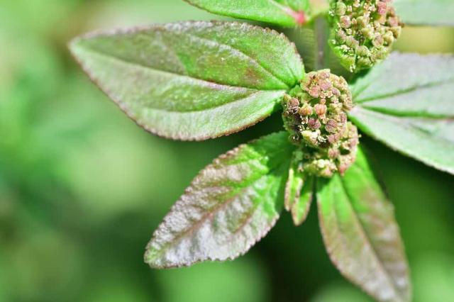 12 Manfaat Daun Patikan Kebo untuk Pengobatan Herbal