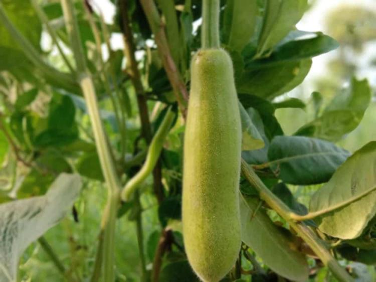 Manfaat Labu Air, dari Sumber Vitamin Hingga Cegah Kanker