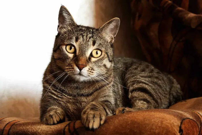 10 Jenis Kucing Bulu Pendek yang Cocok Jadi Peliharaan