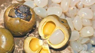 10 Manfaat Buah Lontar untuk Kesehatan yang Jarang Diketahui