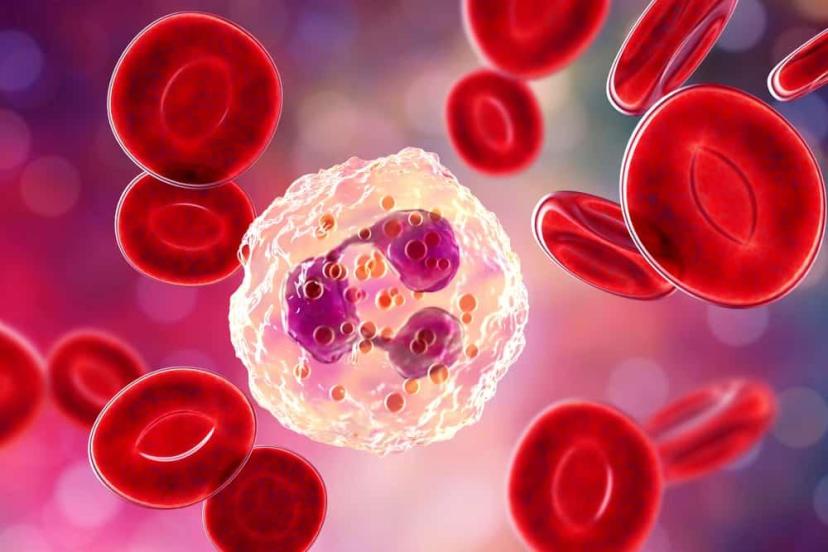 Mengenal Fungsi Neutrofil dalam Tubuh Manusia • Hello Sehat
