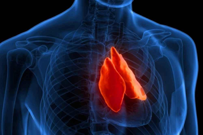 Kelenjar Timus: Anatomi, Fungsi, Gangguan, dll. - Hello Sehat