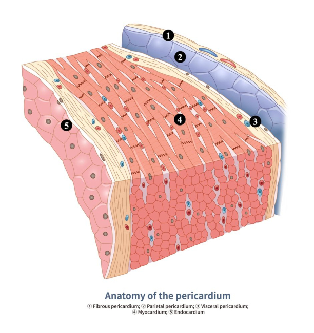 Perikardium: Struktur dan Fungsinya bagi Jantung - Hello Sehat