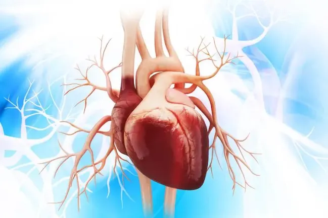 Fungsi Katup Jantung dan Masalah Kesehatannya • Hello Sehat