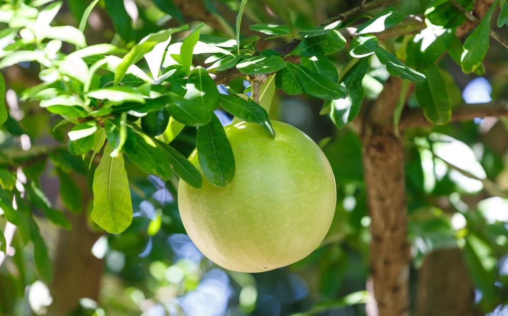 8 Manfaat Buah Berenuk beserta Kulit Batang dan Daunnya