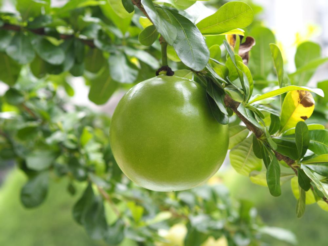 8 Manfaat Buah Berenuk beserta Kulit Batang dan Daunnya