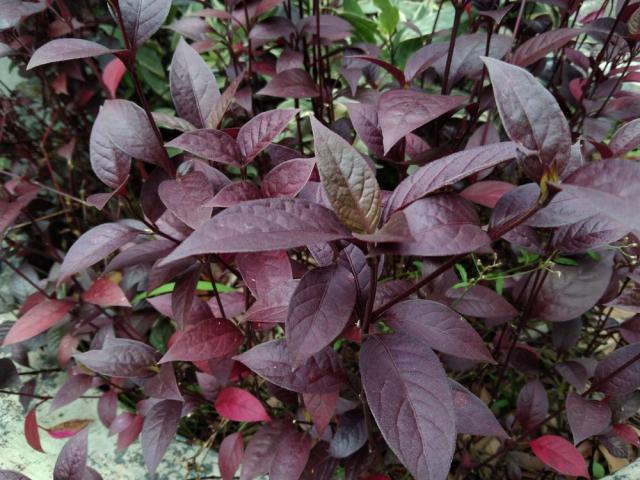 Daun Ungu: Manfaat, Cara Pemakaian, Efek Samping • Hello Sehat