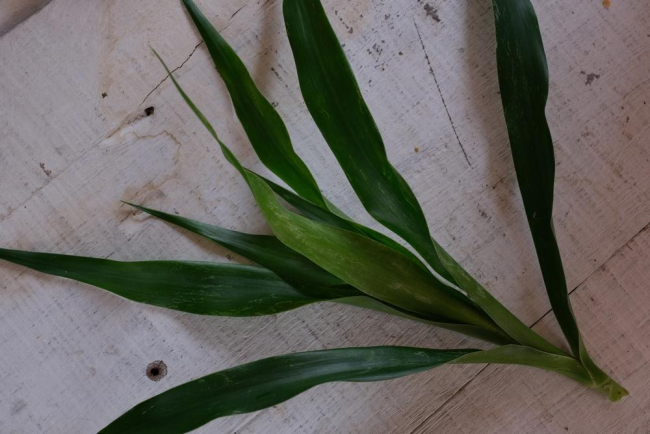 Daun Suji: Kandungan, Manfaat, Efek Samping, dll. - Hello Sehat