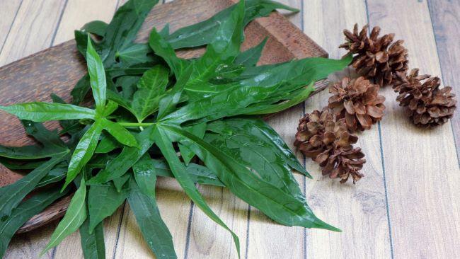 Daun Gedi: Kandungan, Manfaat, Efek Samping, dll.