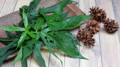 Daun Gedi: Kandungan, Manfaat, Efek Samping, dll.