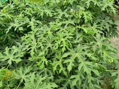 Daun Gedi: Kandungan, Manfaat, Efek Samping, dll.