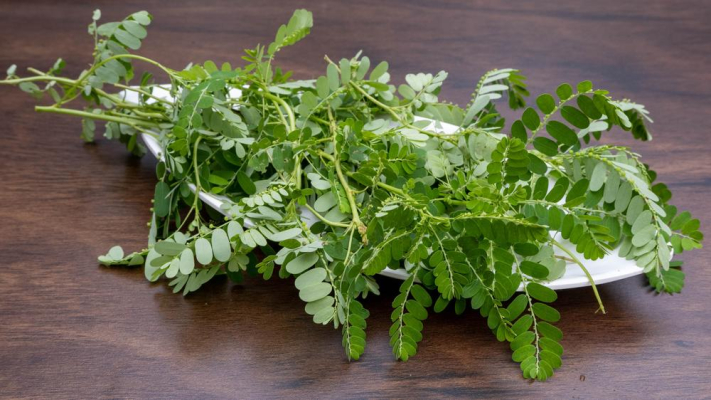 Daun Meniran: Manfaat, Efek Samping, Cara Pakai - Hello Sehat