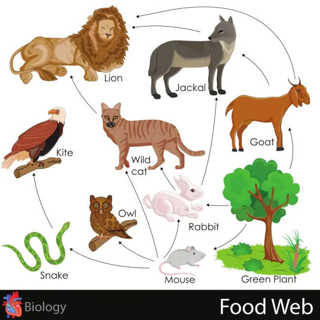 Jaring-Jaring Makanan: Pengertian, Jenis, dan Contohnya