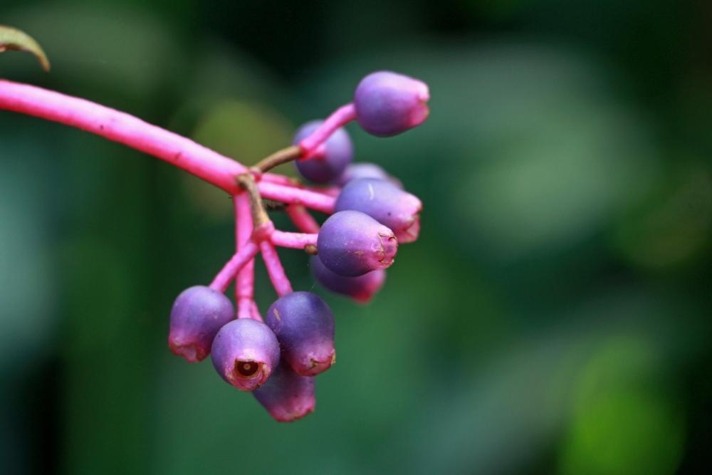 7 Manfaat Buah Parijoto untuk Kesehatan - Hello Sehat